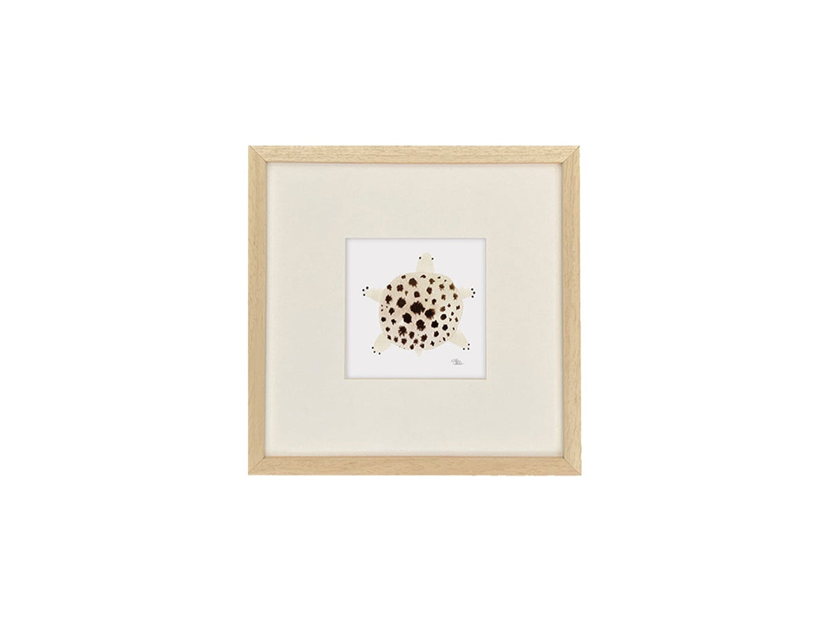 Soft Tortoise – P A L M H O U S E